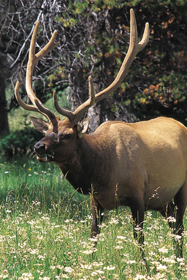 Grand Teton National Park Wildlife Spotting - Jackson Hole Traveler