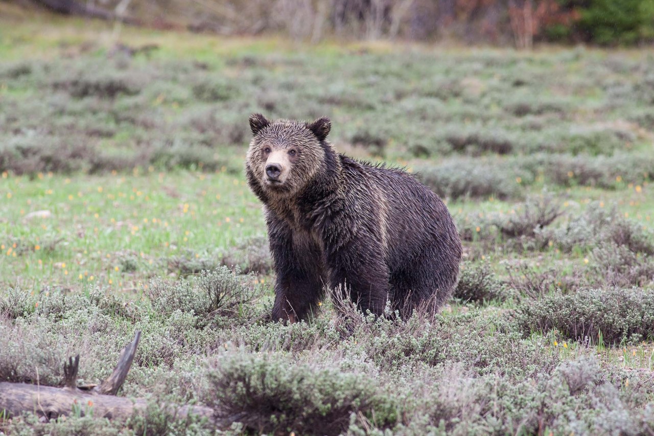 Things To Do in Jackson Hole in April/May - Jackson Hole Traveler