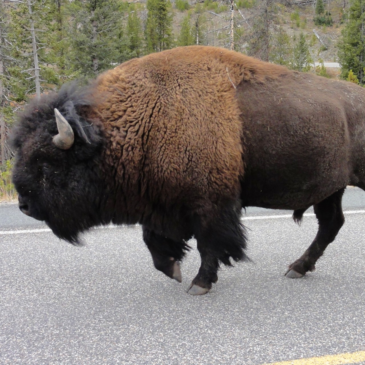 Spotlight on Jackson Hole Town Square - Jackson Hole Traveler