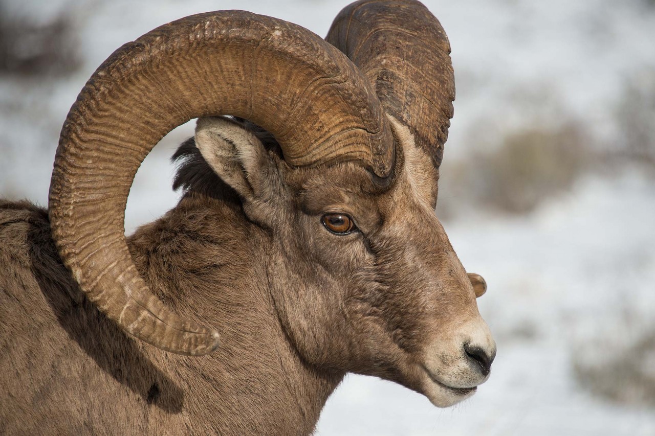 Grand Teton National Park Wildlife Spotting - Jackson Hole Traveler