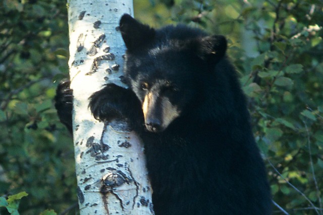 Grand Teton National Park Wildlife Spotting - Jackson Hole Traveler