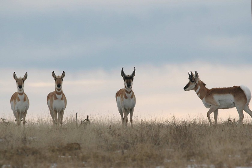 Jackson Hole Airport - Jackson Hole Traveler