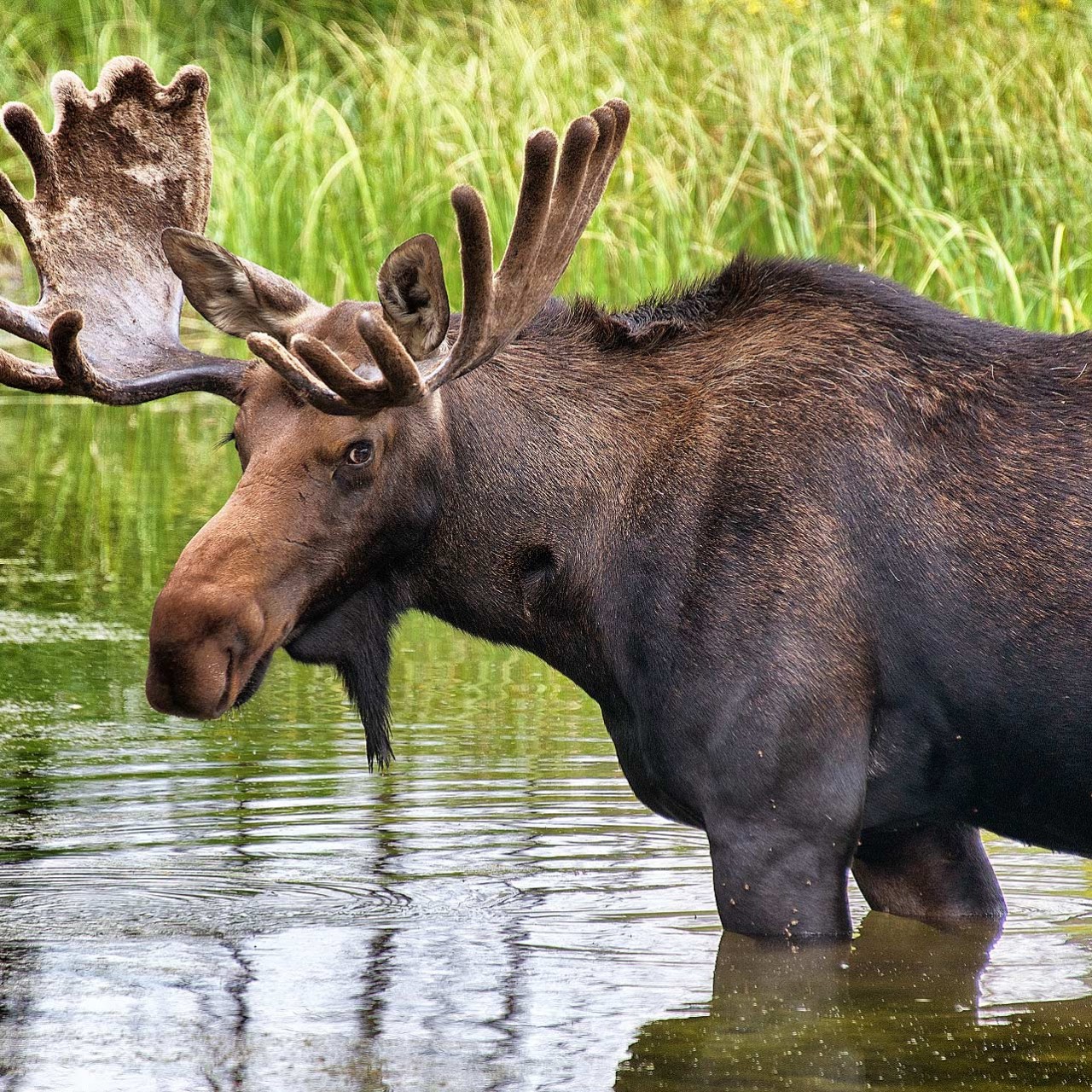 Grand Teton National Park Wildlife Spotting - Jackson Hole Traveler