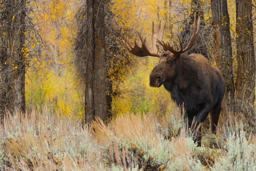 Tom Mangelsen of Jackson Hole - Jackson Hole Traveler