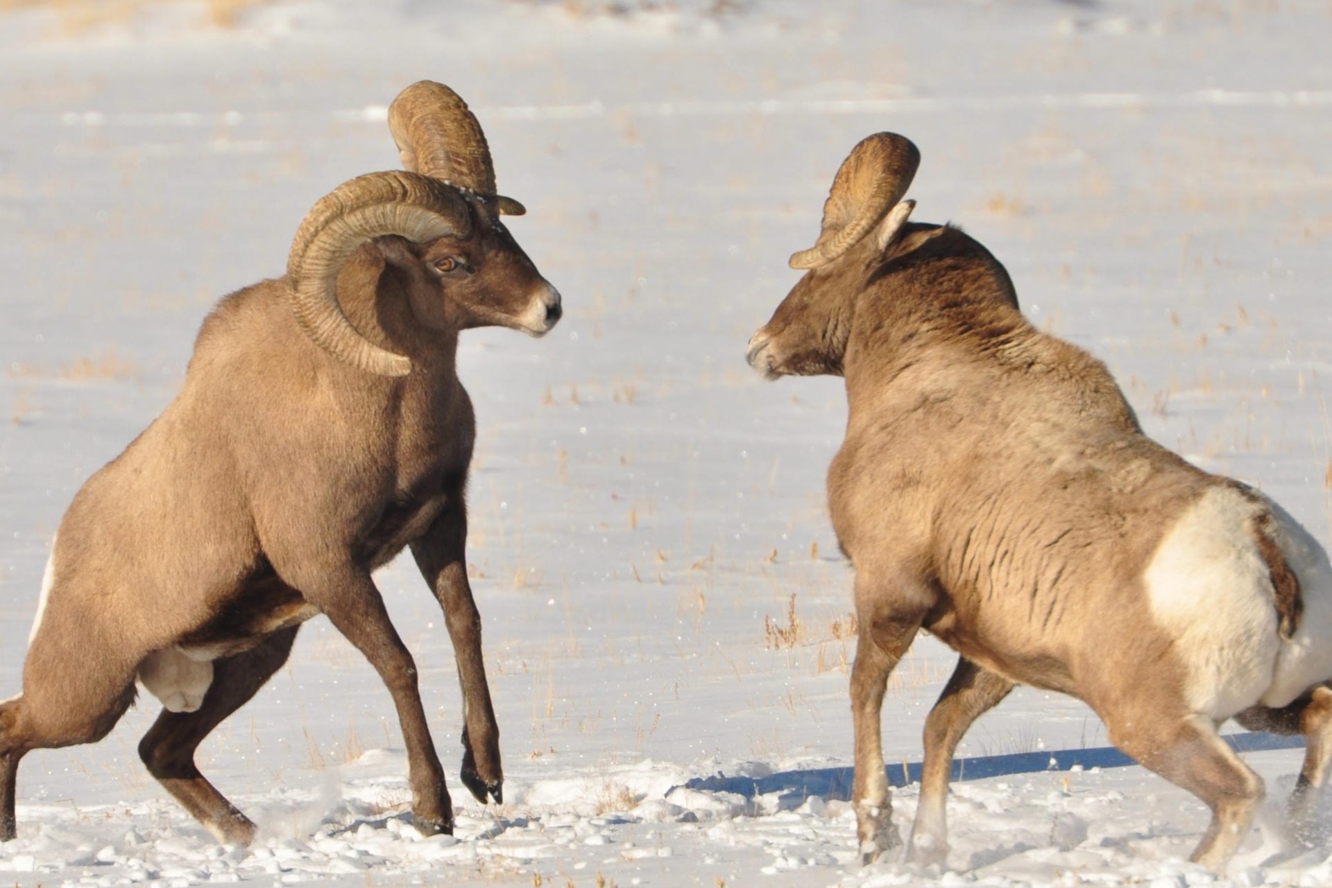 EcoTour Adventures - Jackson Hole Traveler