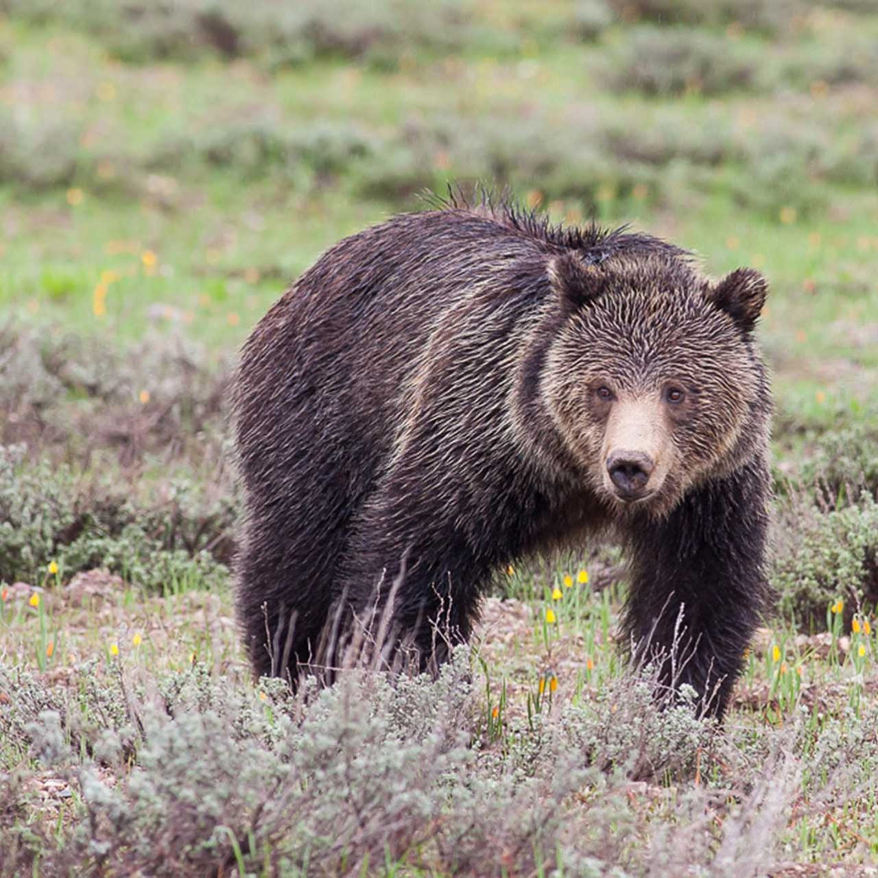 Best RV Parks Near Jackson Hole - Jackson Hole Traveler