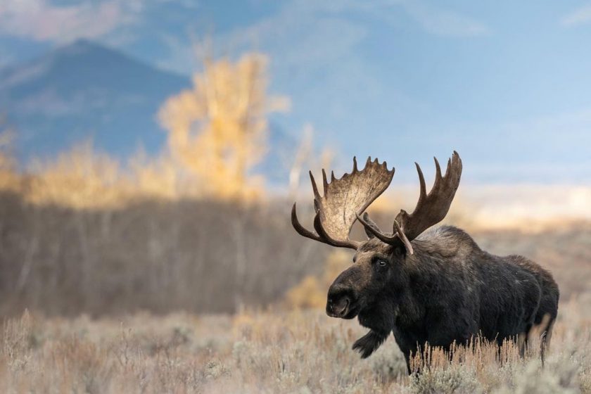 Jackson Hole Wildlife Safaris Offers An Unforgettable Experience ...